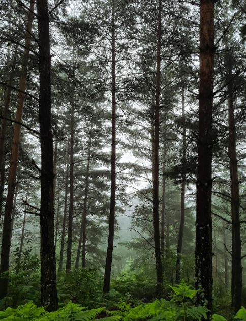 Xã Xuân Đông triển khai tổ chức “Tết trồng cây đời đời nhớ ơn Bác Hồ ...